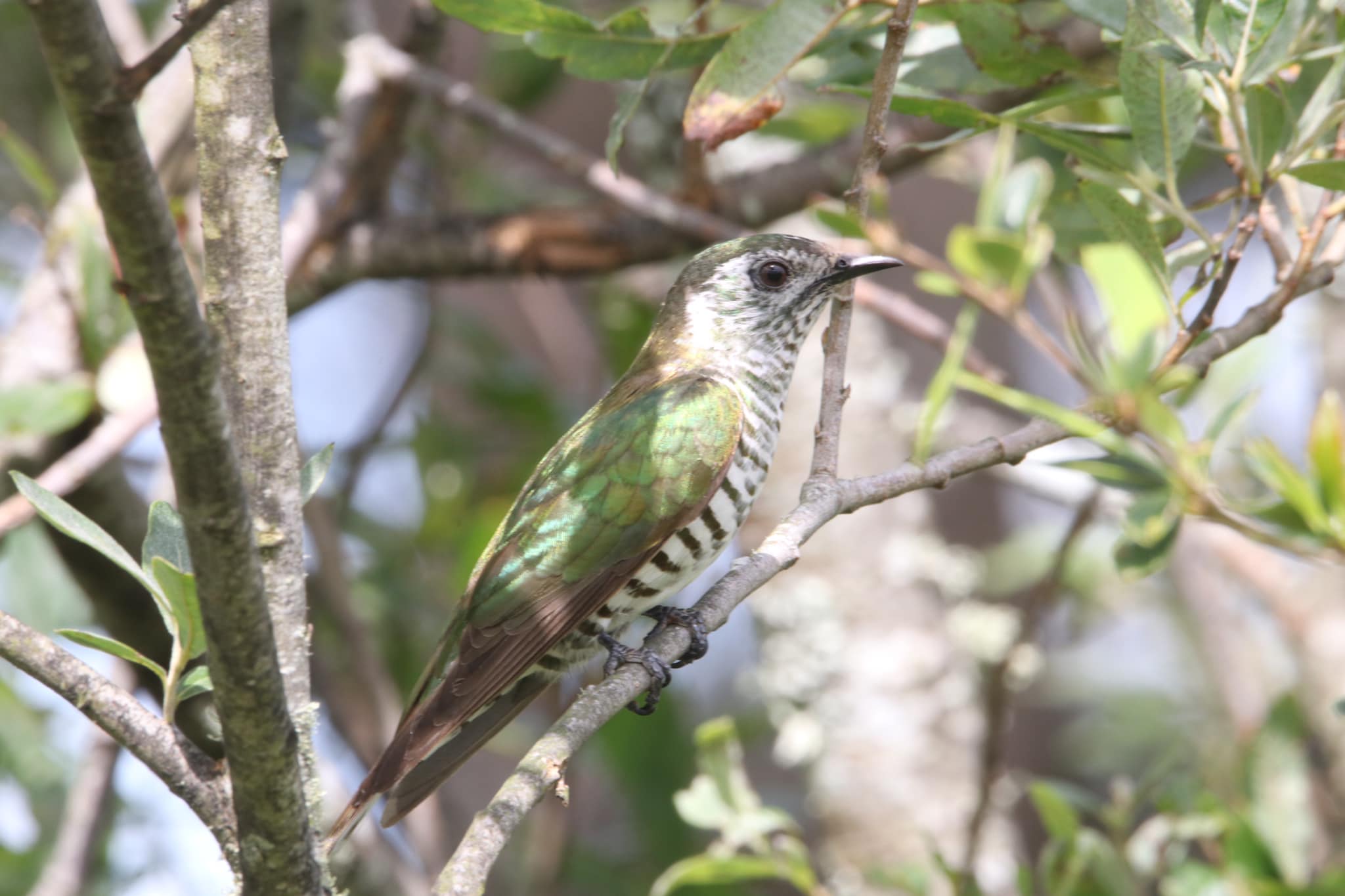 About/FAQ - Wairua Conservation